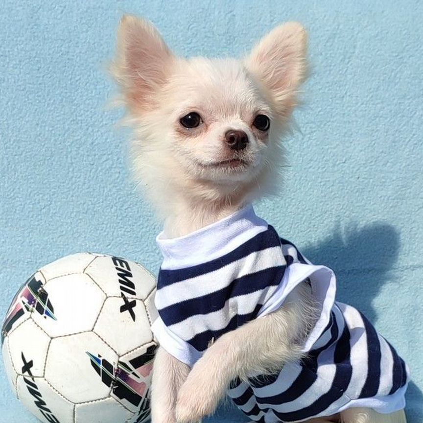 Чихуахуа Чихундрик