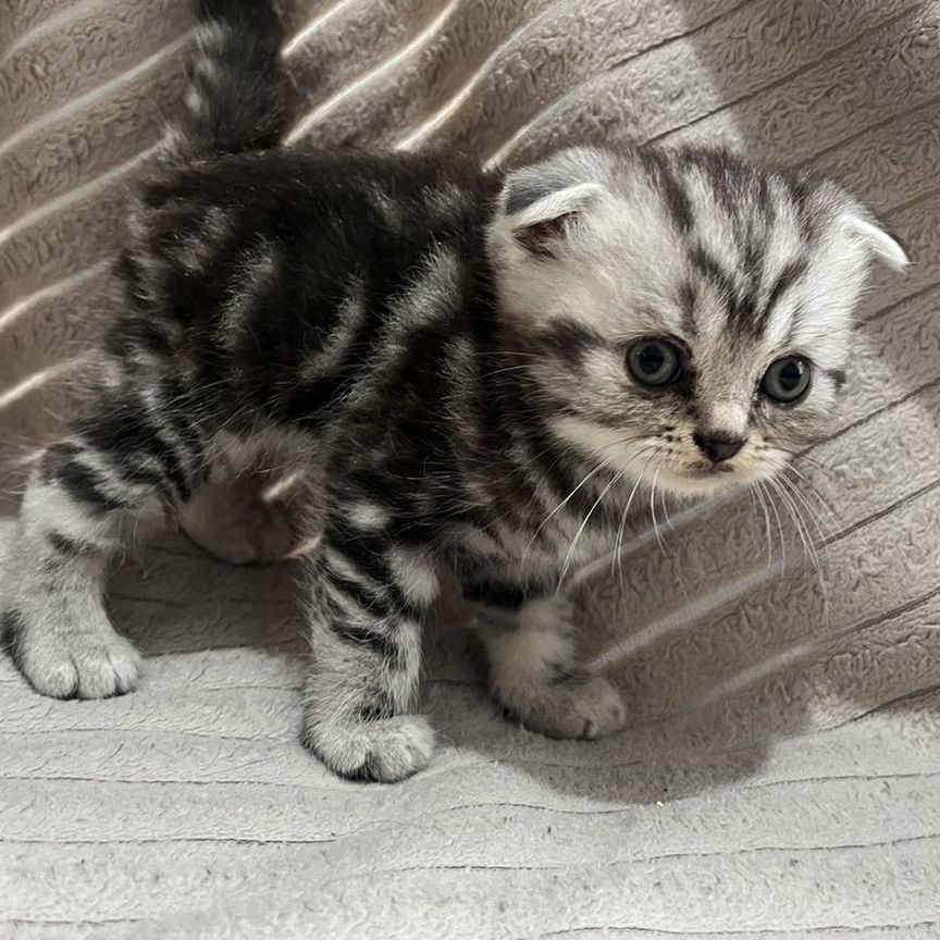 Шотландский вислоухий короткошёрстный котёнок