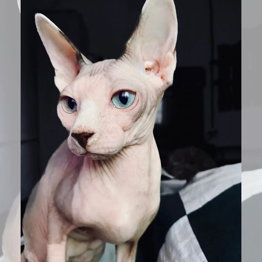 Канадский сфинкс, взрослая кошка