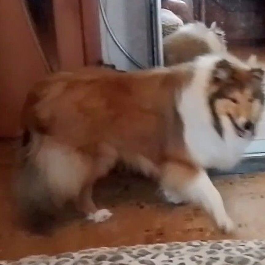 Колли, щенок