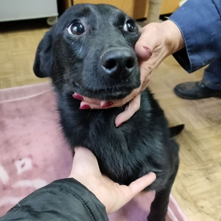 Взрослая собака в добрые руки