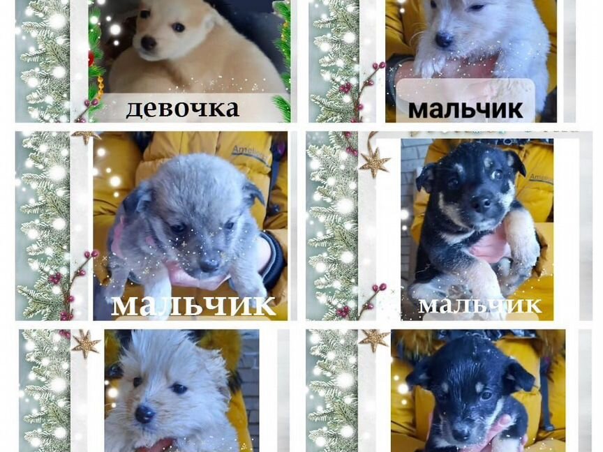 Щенки от маленькой собачки
