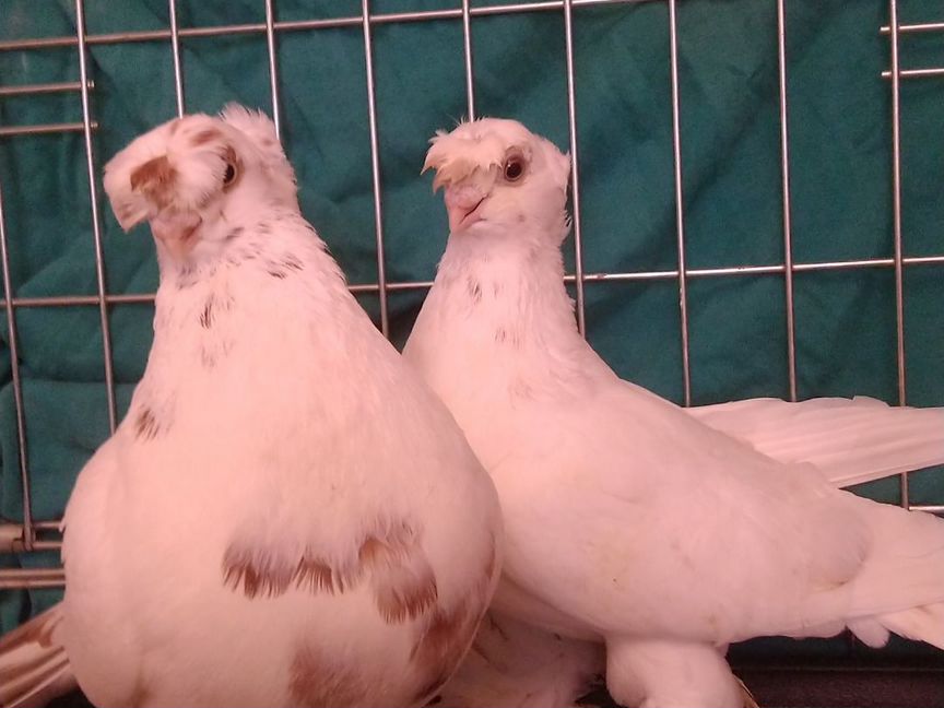 Голуби узбекские