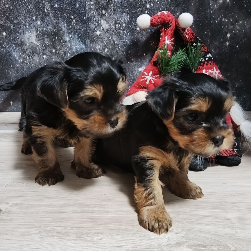 Йоркширский терьер, щенок