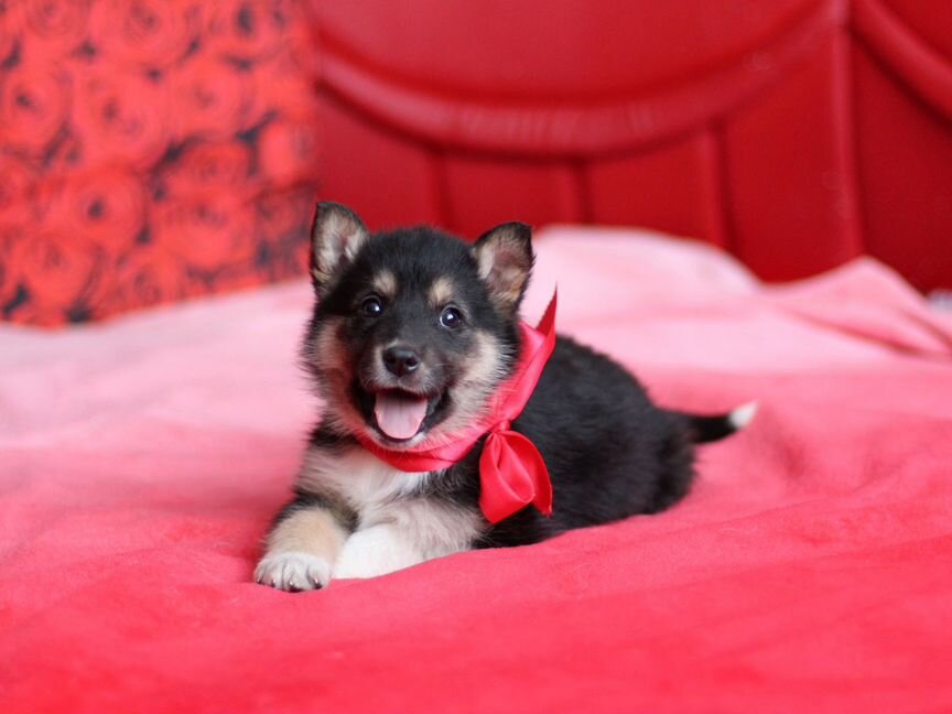 Лисена-щенуля дивной красоты, в дар