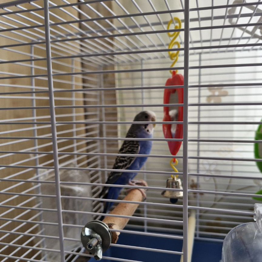 Волнистый попугай девочка