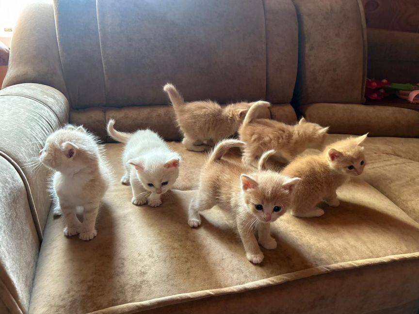 Кошки