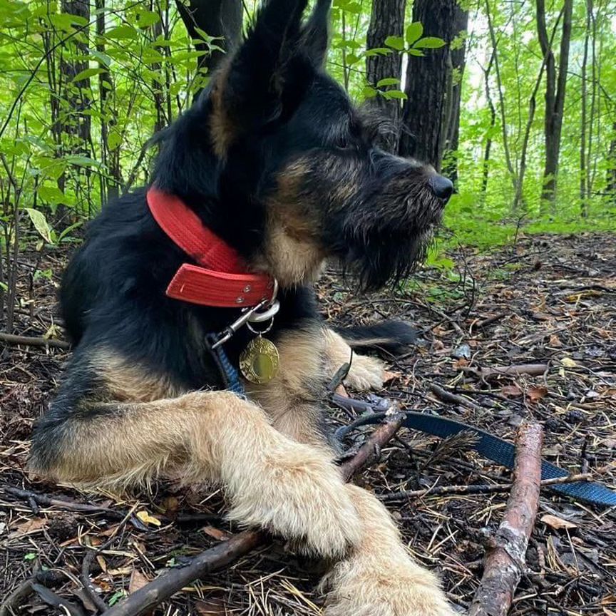 Собака в добрые руки