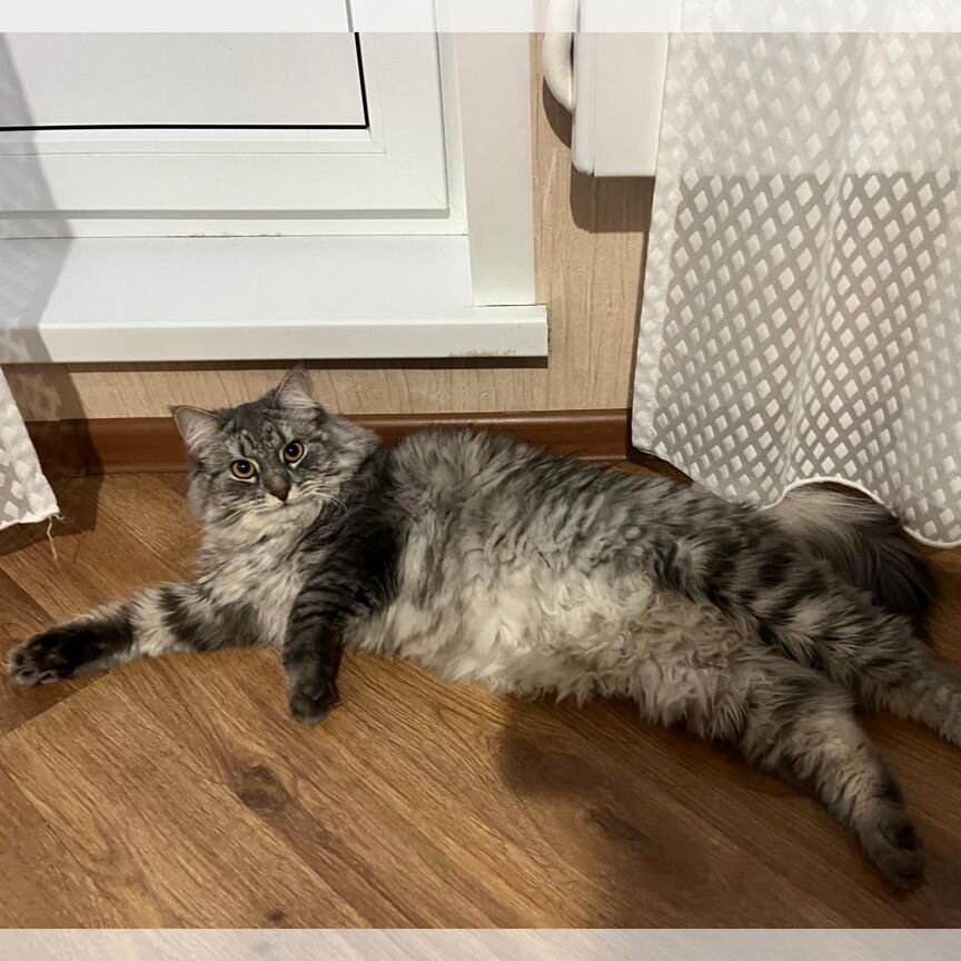 Классный котенок