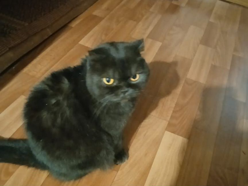 Шотландская кошка