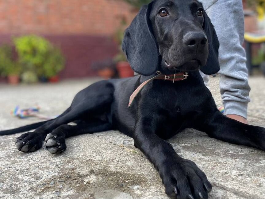 Статный красавец ищет любящих хозяев в дар