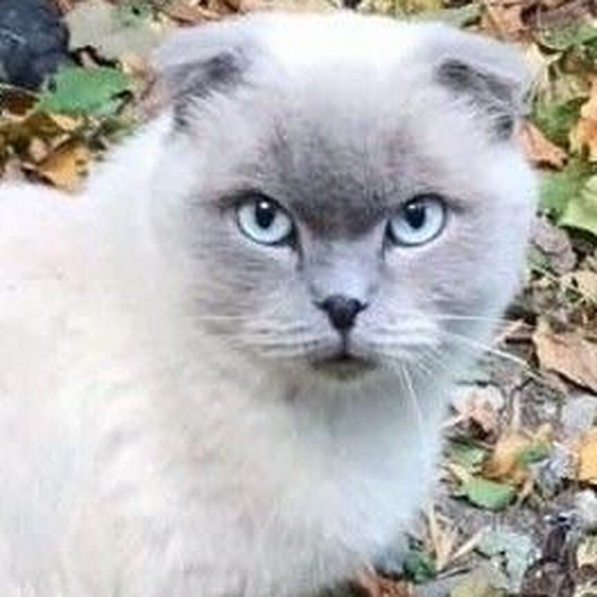 Котик в добрые руки