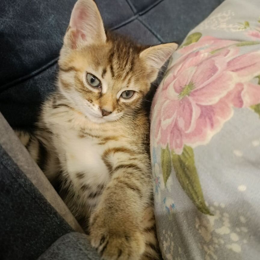 Котята в добрые руки бесплатно