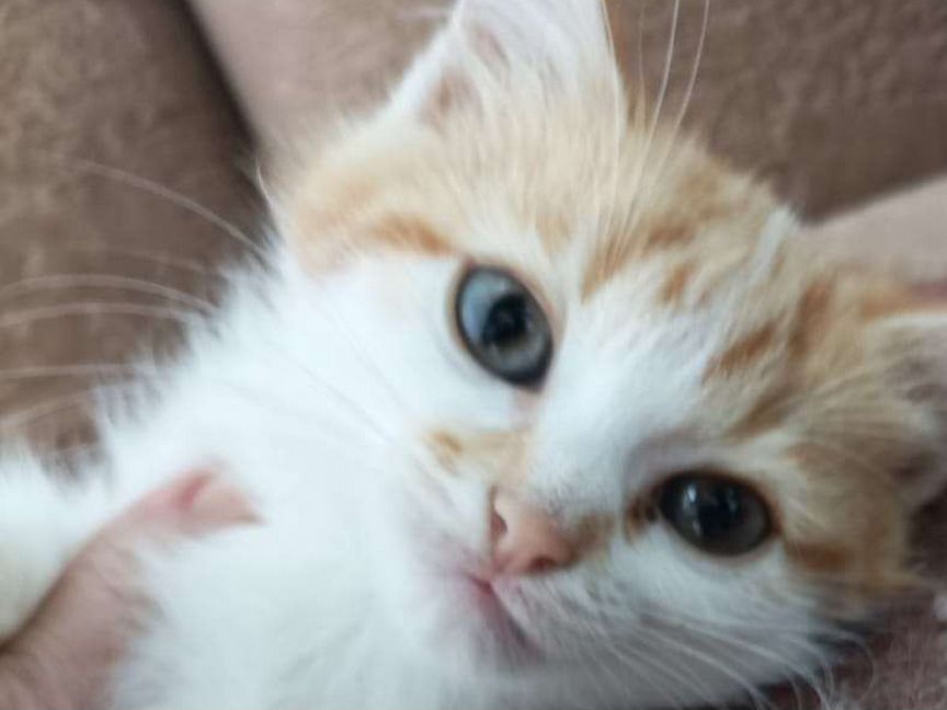 Котенок кошечка