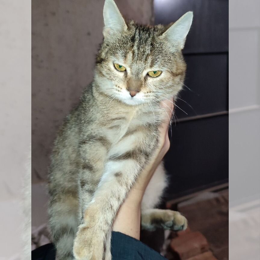 Лекса в активном поиске дома