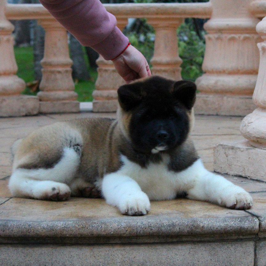 Яркие анатомичные щенки акита