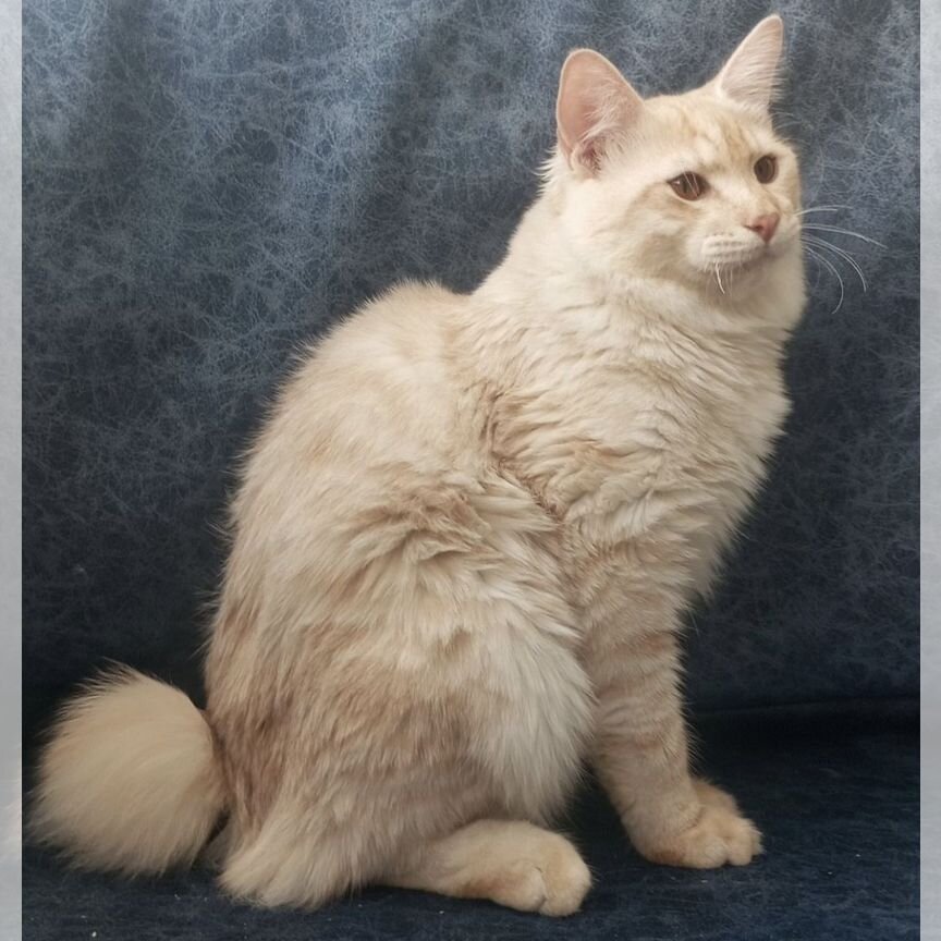 Курильский бобтейл длинношёрстный, взрослый кот