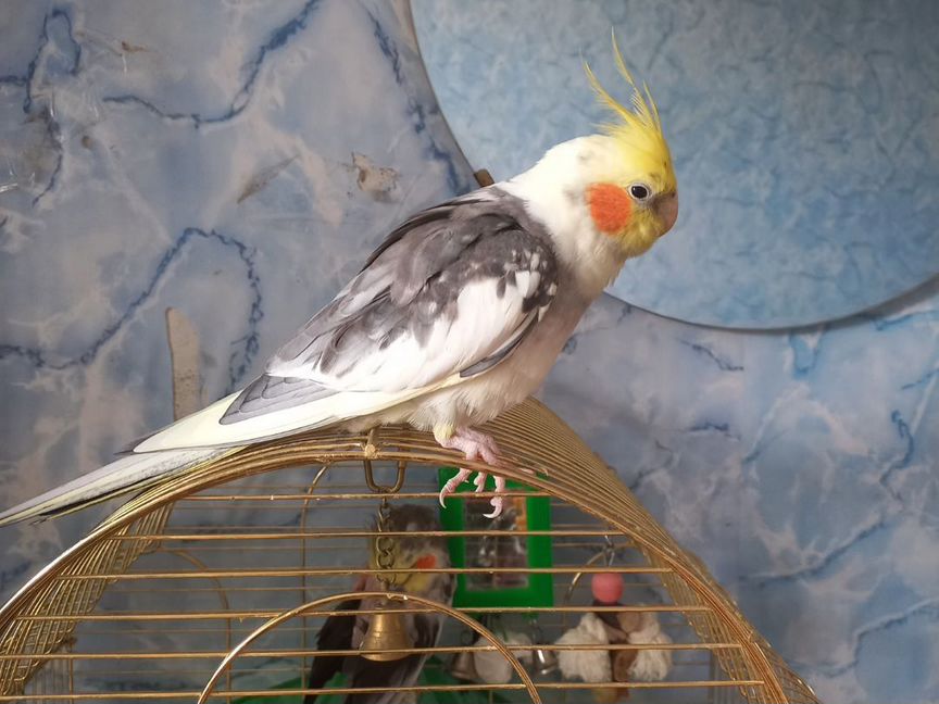 Пара карелл