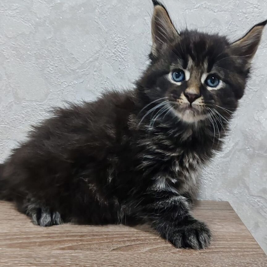 Мейн-кун котёнок