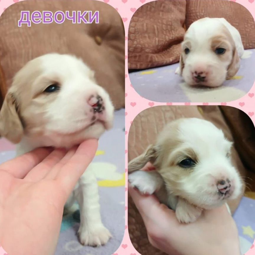 Русский охотничий спаниель, щенок