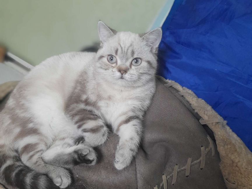 Шотландские прямоухие котята