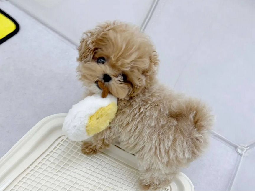 Девочка мальтипу микро из Кореи