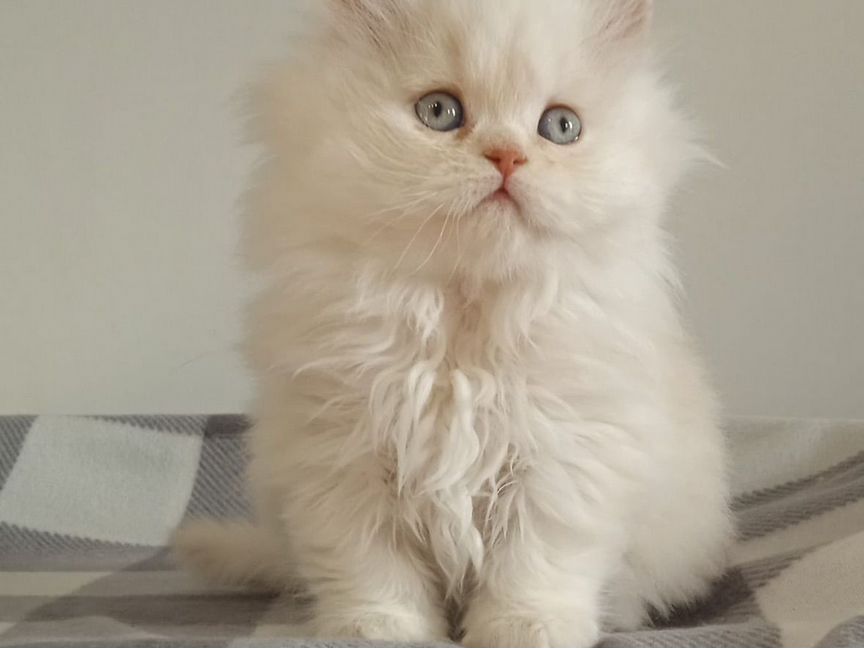 Британский кот