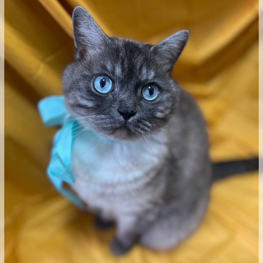 Британский короткошёрстный, взрослый кот