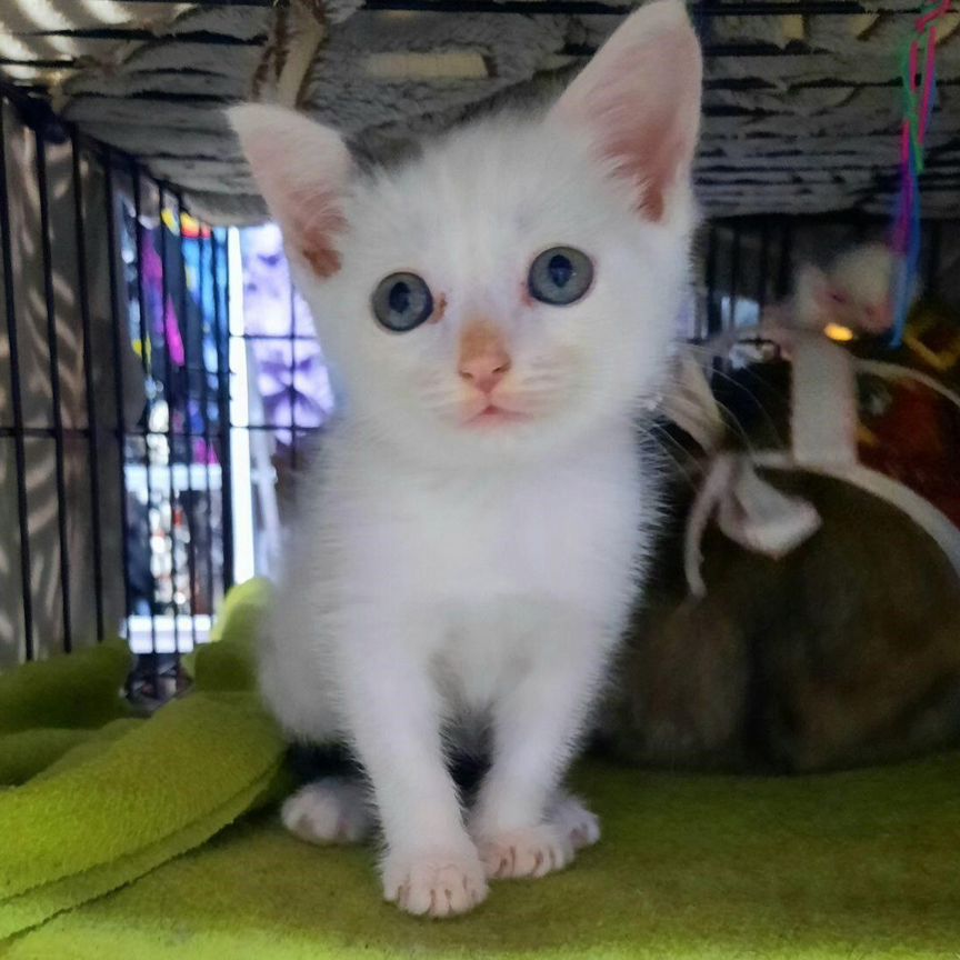 Маленький котёнок (мальчик, 2мес.)