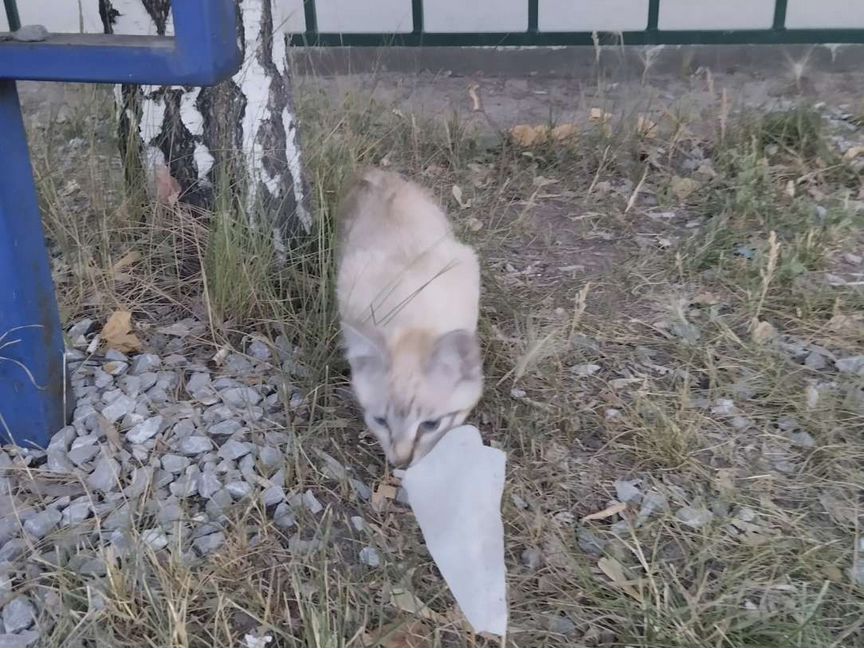 А даю хорошие руки бесплатно