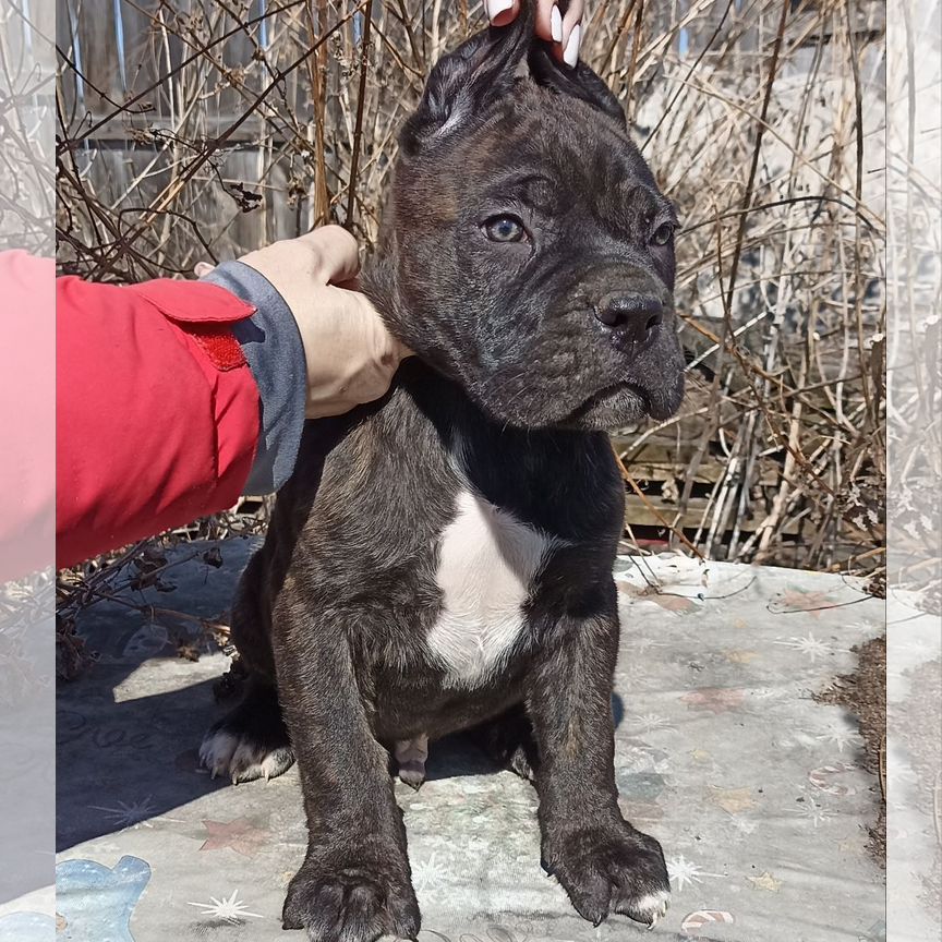 Кане-корсо, щенок