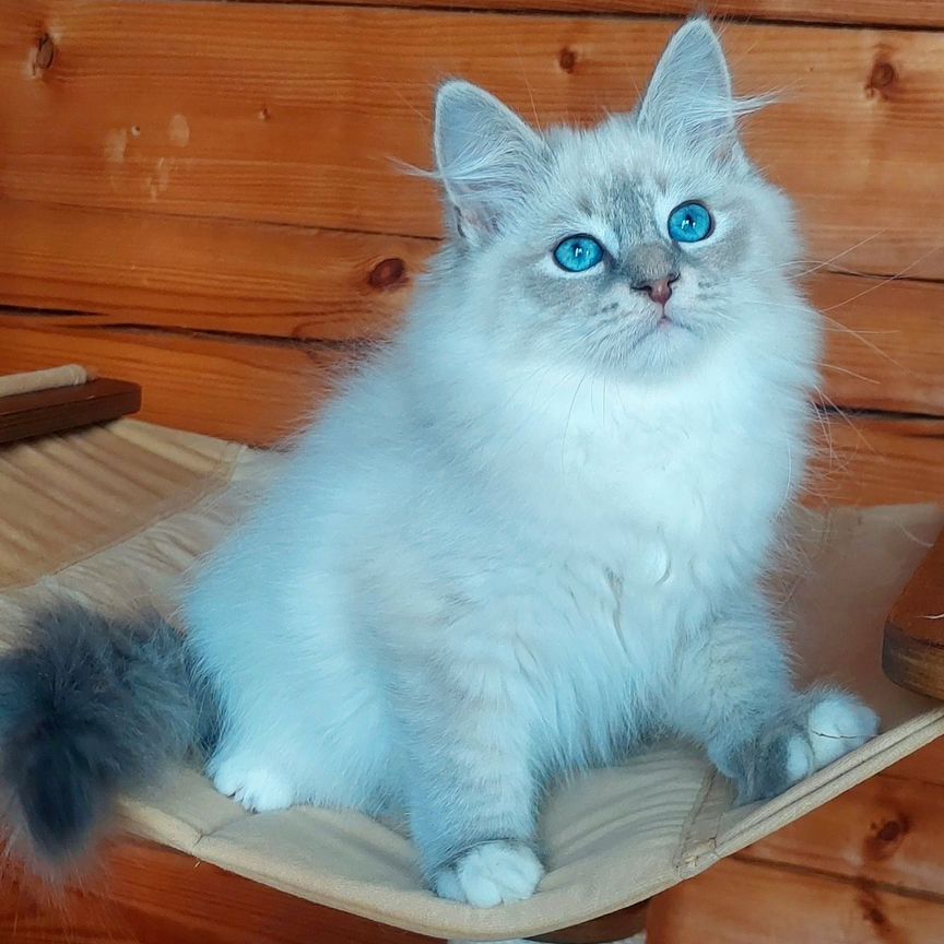 Невский маскарадный котёнок