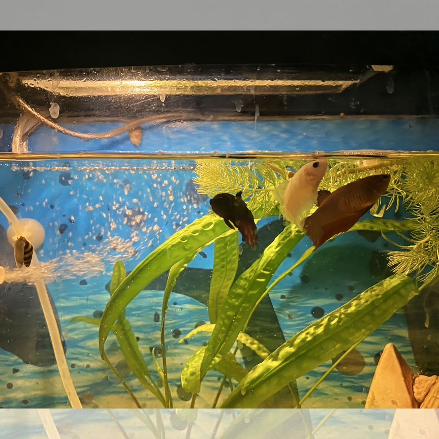 Продам аквариум 35л