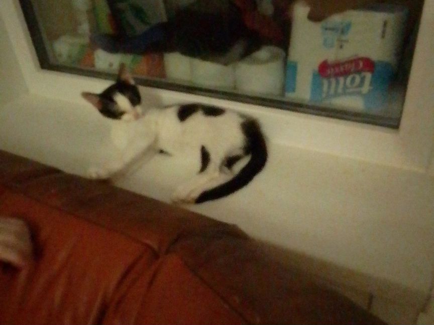 Отдаю котят пять штук