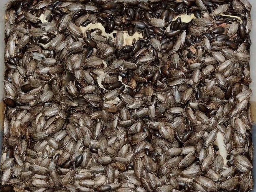 Кормовые тараканы