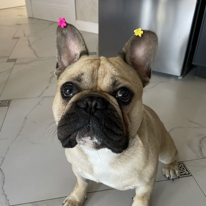 Отдам в заботливые руки