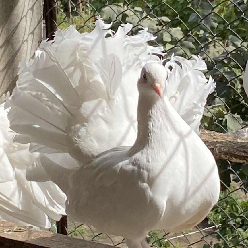 Продажа голубей