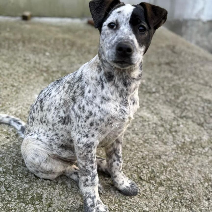 Щенок в добрые руки бесплатно