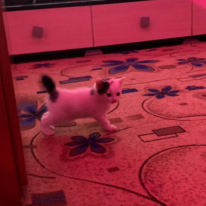 Котята в добрые руки бесплатно