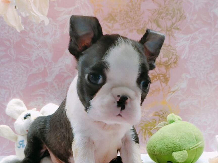 Бостон Терьер