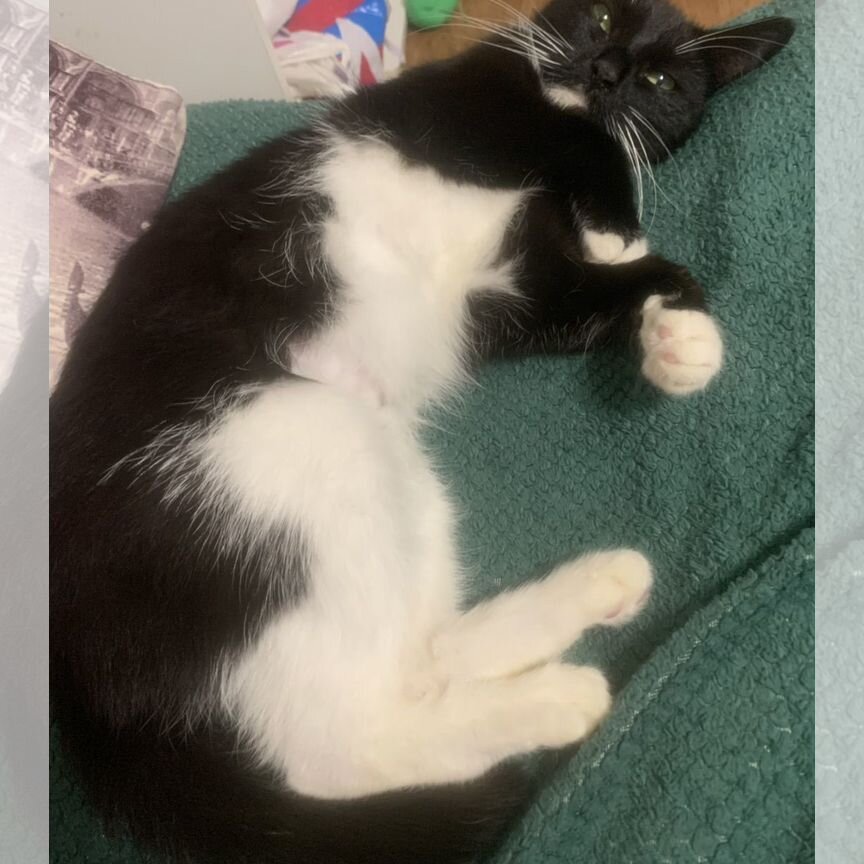 Взрослая кошка от частного владельца