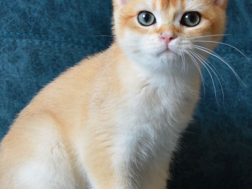 Золотые котики BRI ny12