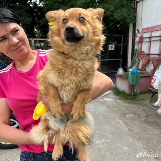 Красивая маленькая собачка ищет дом