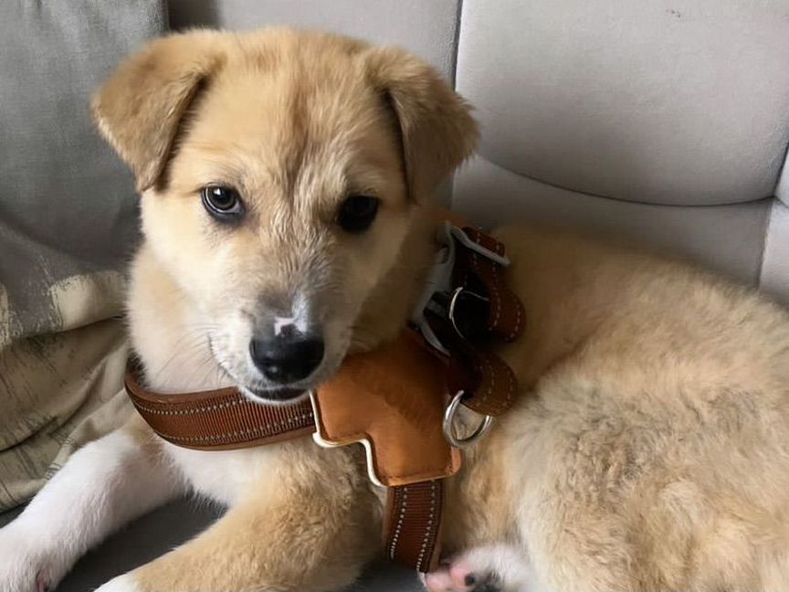 Щенок в добрые руки бесплатно