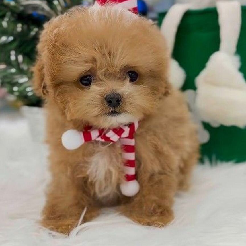 Мальтипу, щенок