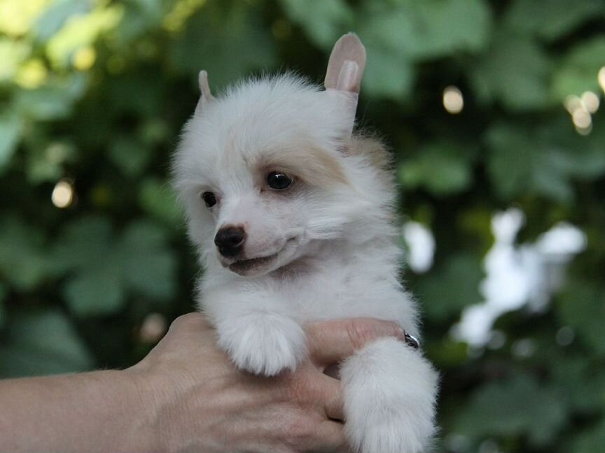 Китайская хохлатая пуховая