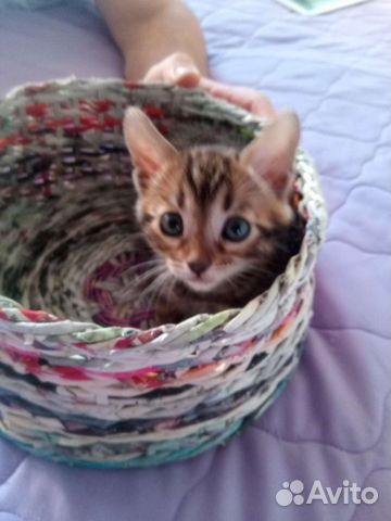 Бенгальчик