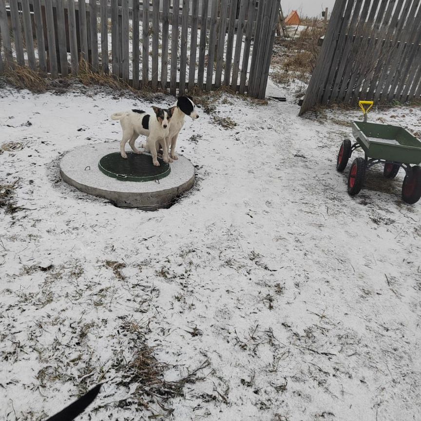 Щенки 3 месяца от домашний собаки