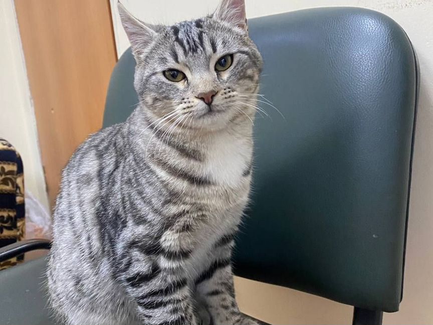 Бывшедомашний котик на улице