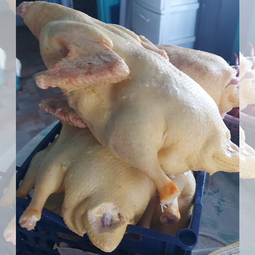 Продам Гуси,утки